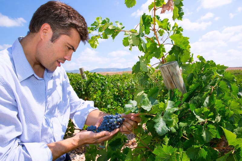 Winemaker Oenologist Checking Tempranillo Wine Grapes Stock Photo ...