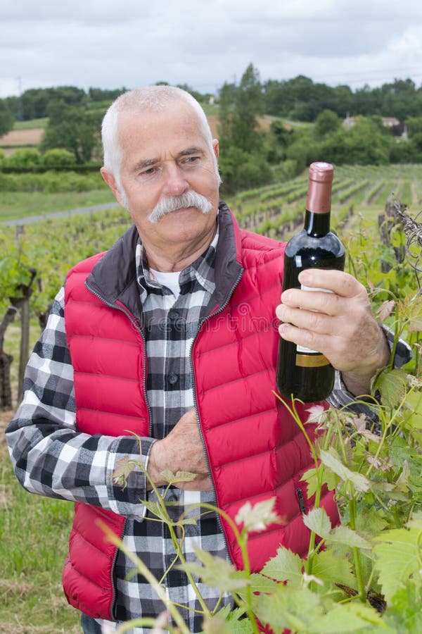 Winemaker Standing by Vineyard with Bottle Wine Stock Image - Image of ...