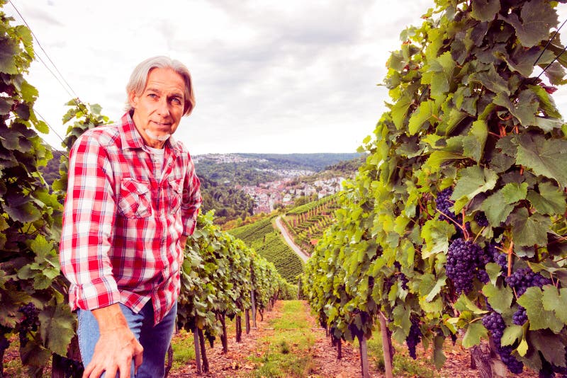 Winemaker Standing by Vineyard Stock Image - Image of grapes, farmer ...