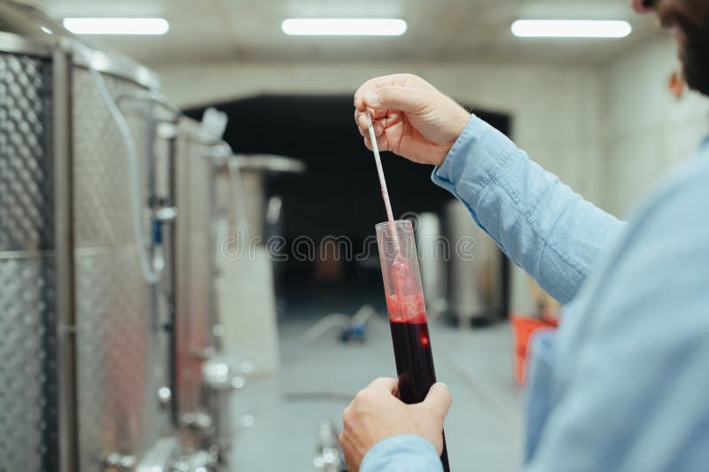 Winemaker Standing in the Wine Cellar, Controlling, Testing Wine Sample ...