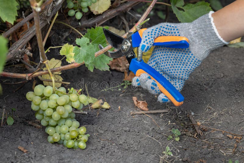 The Winemaker Tends To the Vineyard Cutting Off the Branch Stock Photo ...