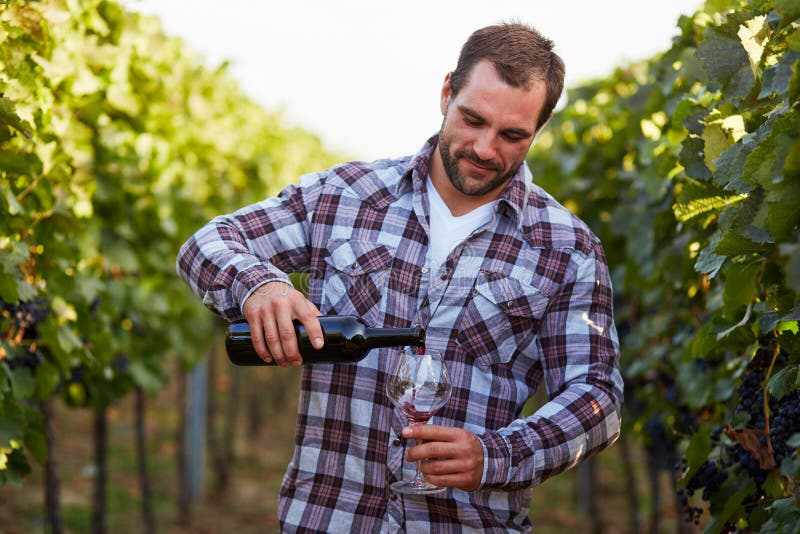 Winemaker in vineyard stock photo. Image of taste, caucasian - 60205262