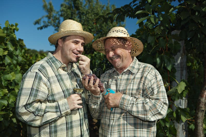 Winemakers tasting grapes. stock photo. Image of grape - 11116860