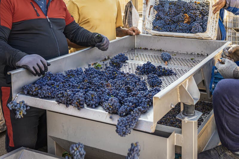 Group of Workers Manually Sorts Grapes on Metal Table at Winery. Preparation Process before Wine ...