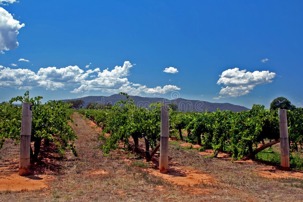 Wineplants stock image. Image of wine, valley, river, cudgegong - 2207373