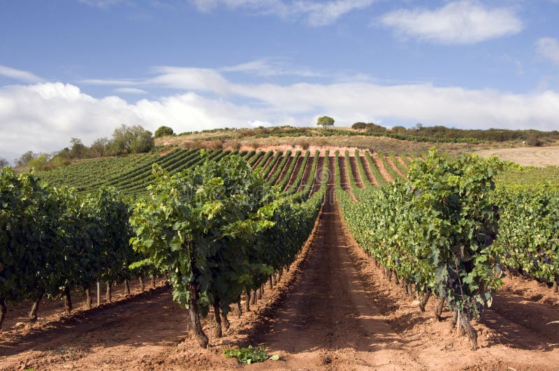 Winery stock image. Image of autumn, champagne, farm - 21218473