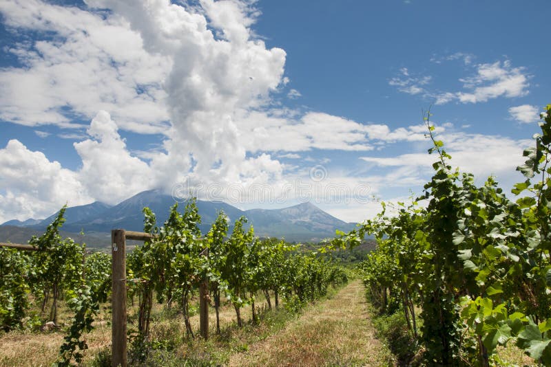 Winery stock image. Image of agriculture, clouds, branch - 25650239