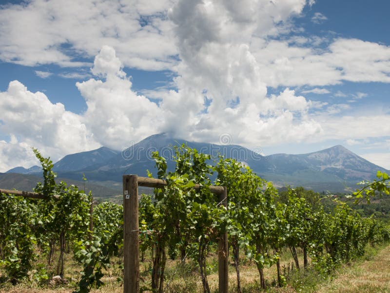 Winery stock image. Image of branch, nature, summer, clouds - 25650249