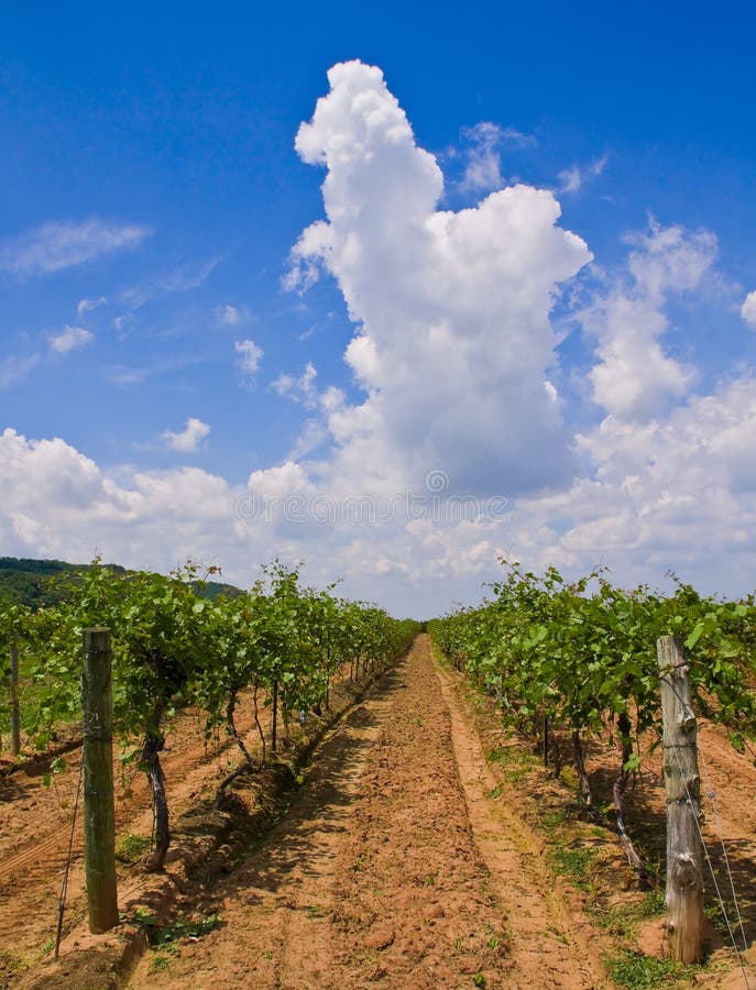 Winery stock photo. Image of village, natural, fruit, scenics - 5536496