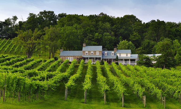 364,177 Winery Stock Photos - Free & Royalty-Free Stock Photos from ...