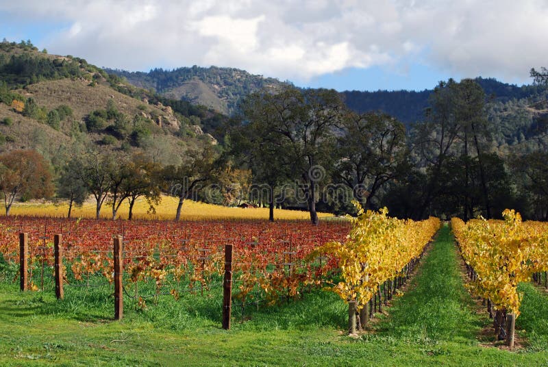 Winery in the autumn stock photo. Image of autumn, nature - 24109616