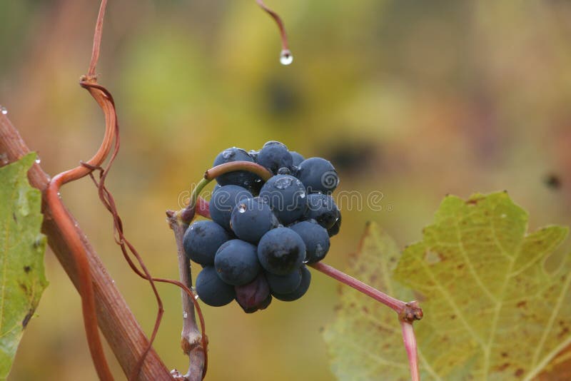 Winery in the fall stock photo. Image of winery, cold - 35556728