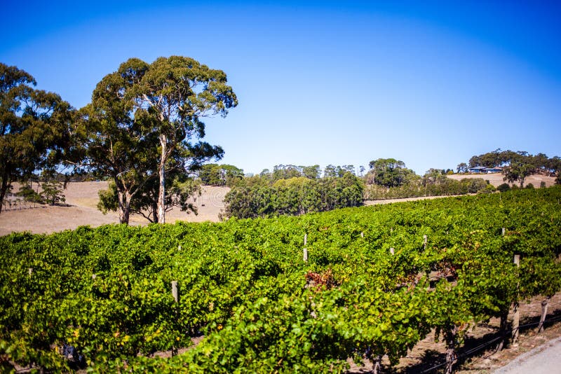 Winery farm stock image. Image of grapefruit, landscape - 94426839