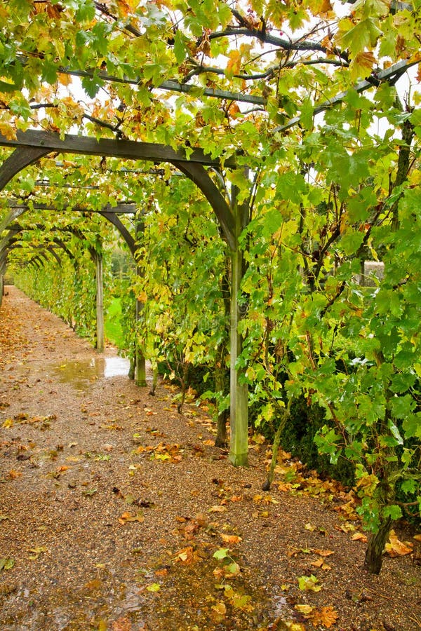 Winery stock image. Image of green, antioxidant, healthy - 6870717