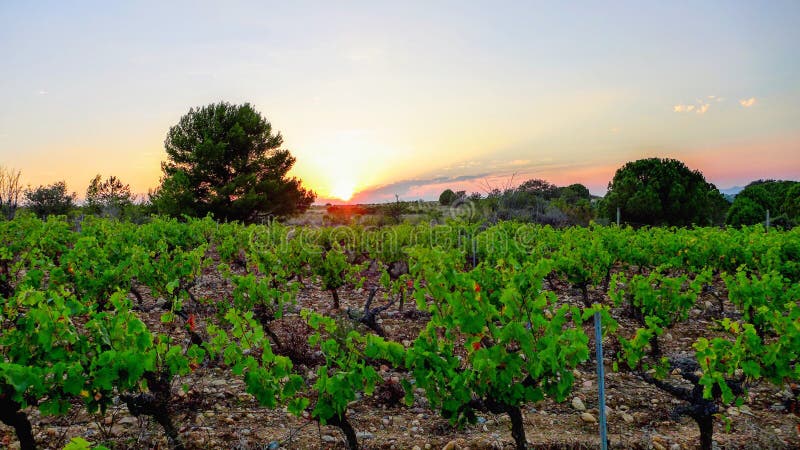 Winery in the sunset stock image. Image of ground, landscape - 78692971