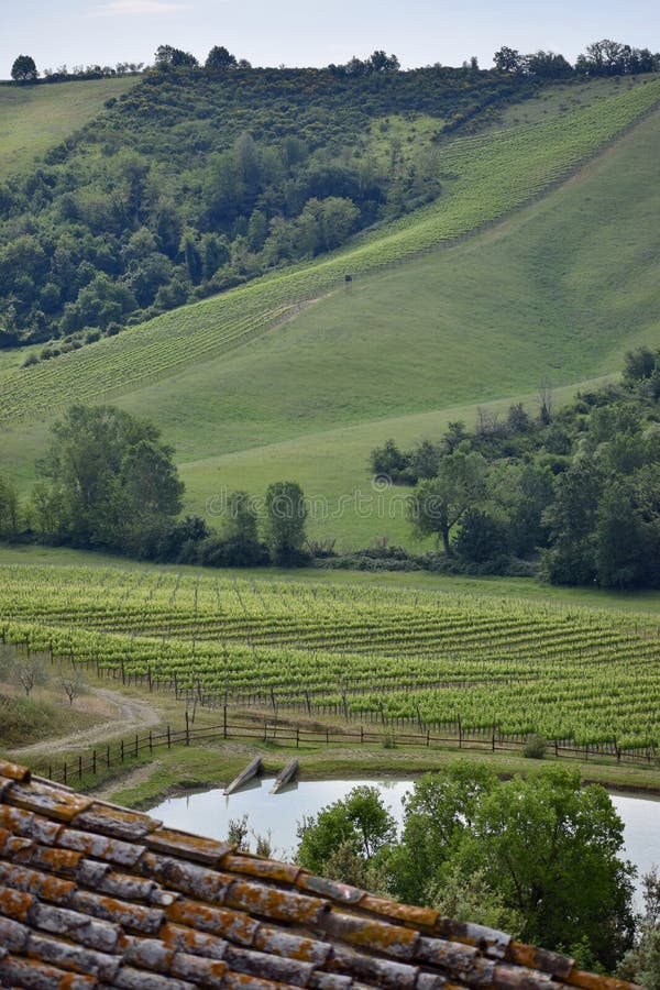 Winery view stock photo. Image of wine, tuscany, vineyard - 97068416
