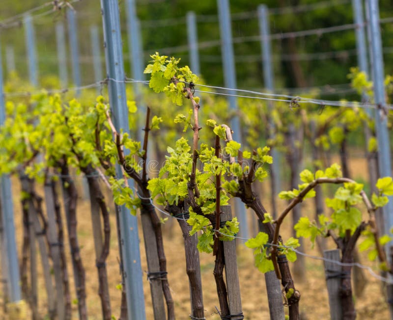 Wineyard in the spring stock photo. Image of local, yard - 39915942