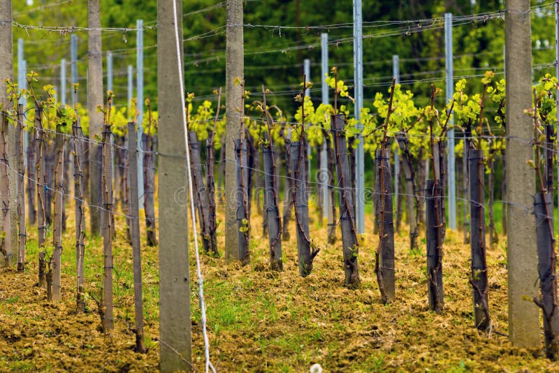 Wineyard in the spring stock photo. Image of food, countryside - 39915944