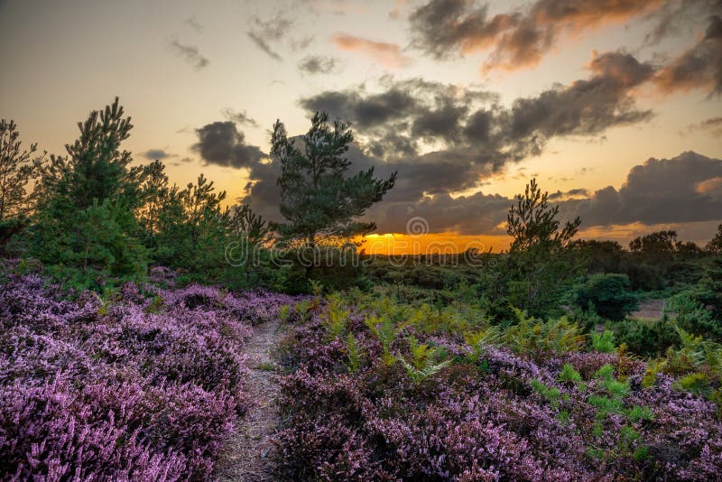 Winfrith Heath Stock Photos - Free & Royalty-Free Stock Photos from ...