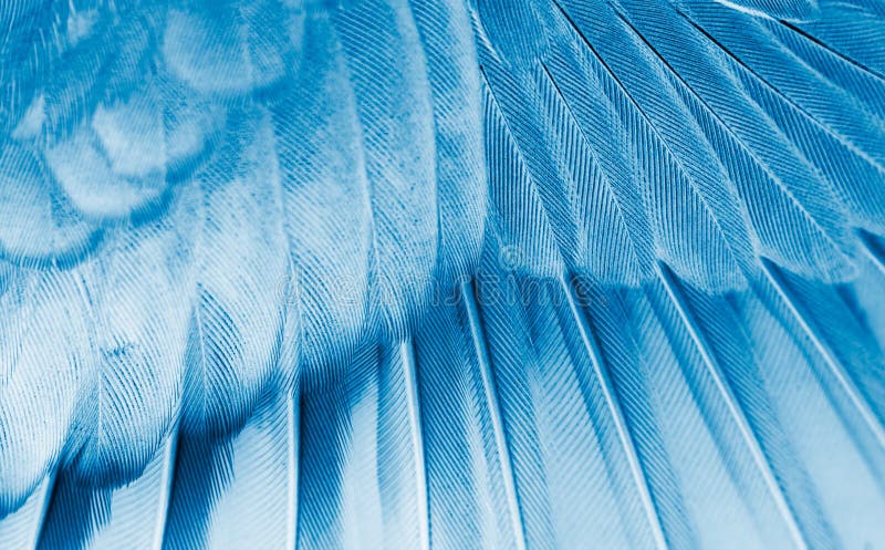 Wing stock photo. Image of barb, full, abstract, feather - 23351854