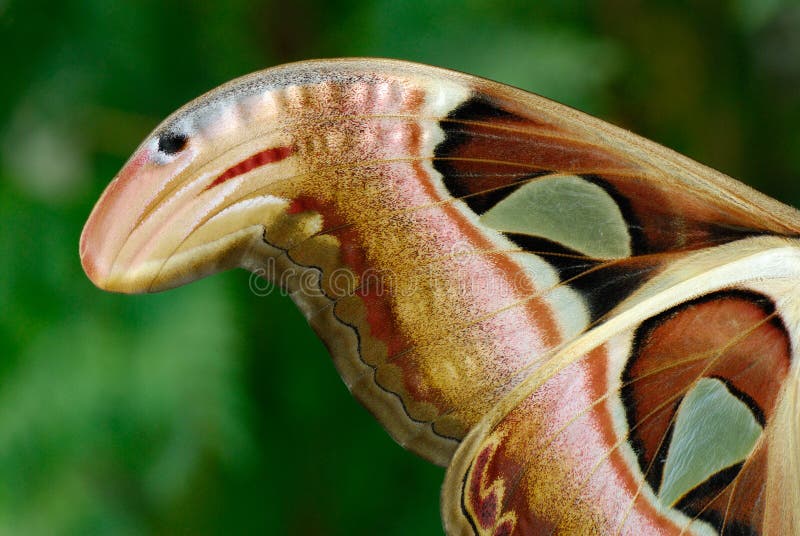 Moth wing stock image. Image of insect, design, bright - 36406259