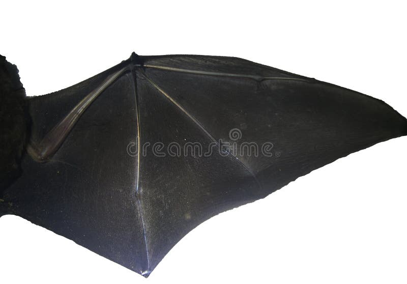 Real Bat Wings Close Up
