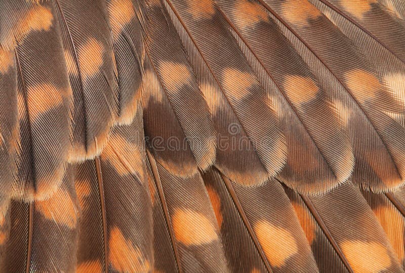 Wing Stock Photo - Image: 62710083