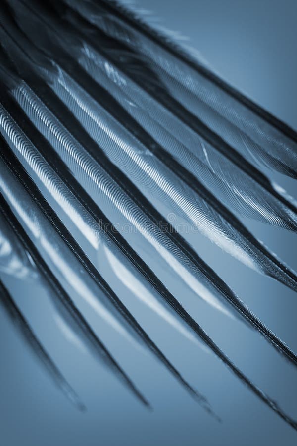 Wing stock image. Image of group, avian, plumage, blue - 205384071
