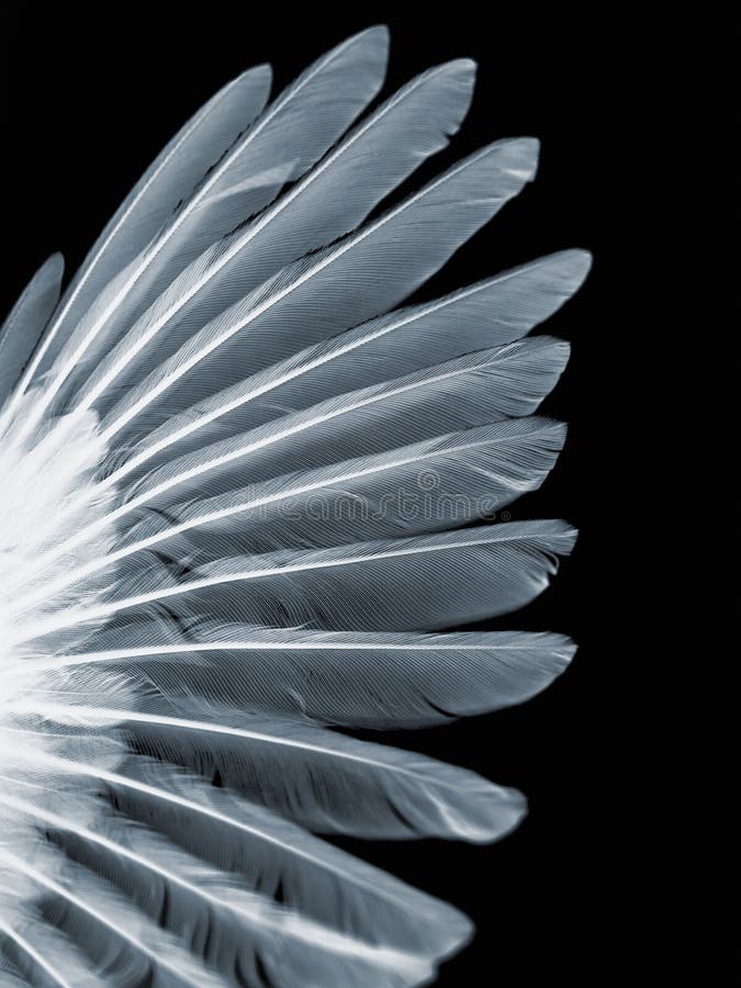 Wing of bird, x-ray effect stock photo. Image of background - 205383434
