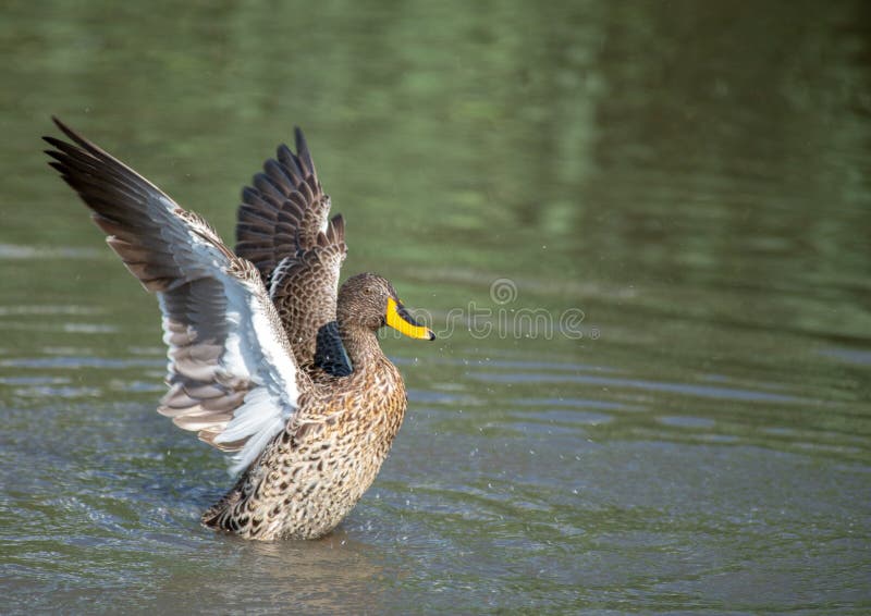 Wing Clapping Yellow Billed Duck Image stock - Image du afrique, ailes: 134791341