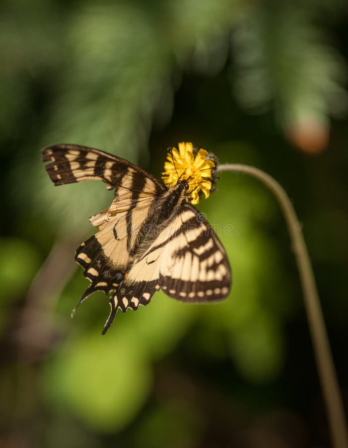 Wing Clipped Butterfly stock image. Image of butterfly - 222083585