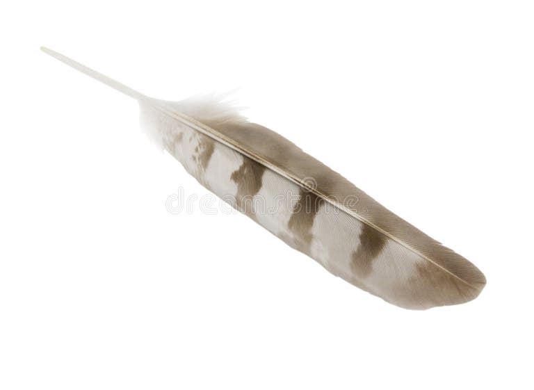 Wing Feather with path stock photo. Image of feather, shaft - 5064712
