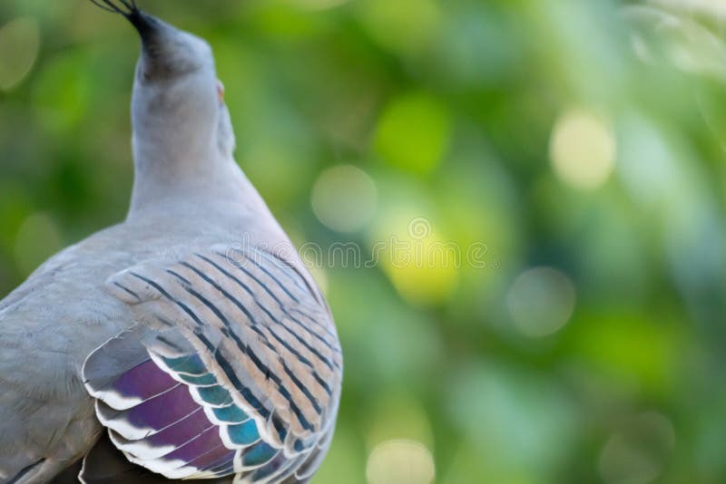Wing Feathers of a Crested Pigeon Stock Image - Image of bird, details ...