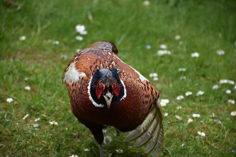 Wing Feathers on a Pheasant Ruffled in the Wild Stock Image - Image of ...