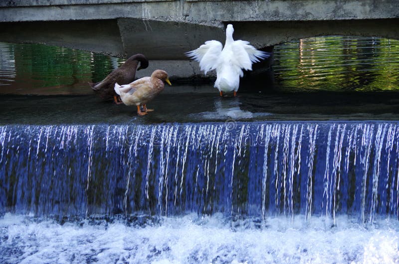 Wing flap and waterfall stock photo. Image of three - 257362976