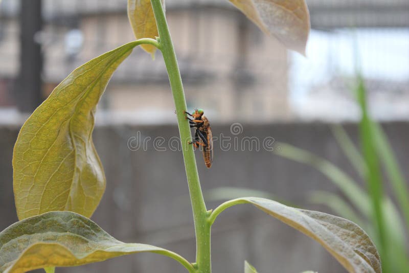 A Wing Insect on a Fruit Plant Stock Image - Image of close, legs ...