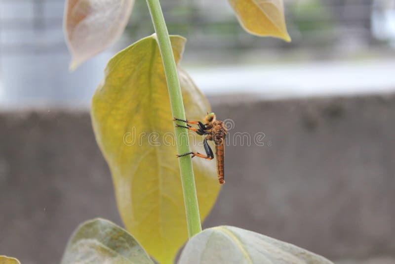 A Wing Insect on a Fruit Plant Stock Image - Image of fruit, grass ...