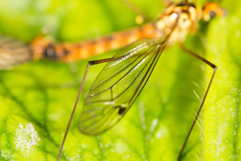 The Wing of a Mosquito. Close Stock Photo - Image of insect, leaf: 95410958