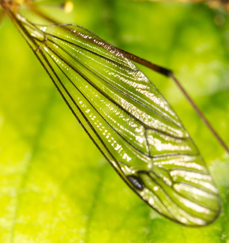 The Wing of a Mosquito. Close Stock Image - Image of nuisance, eyes ...