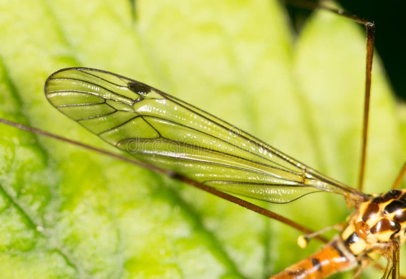The Wing of a Mosquito. Close Stock Image - Image of crane, macro: 96890571