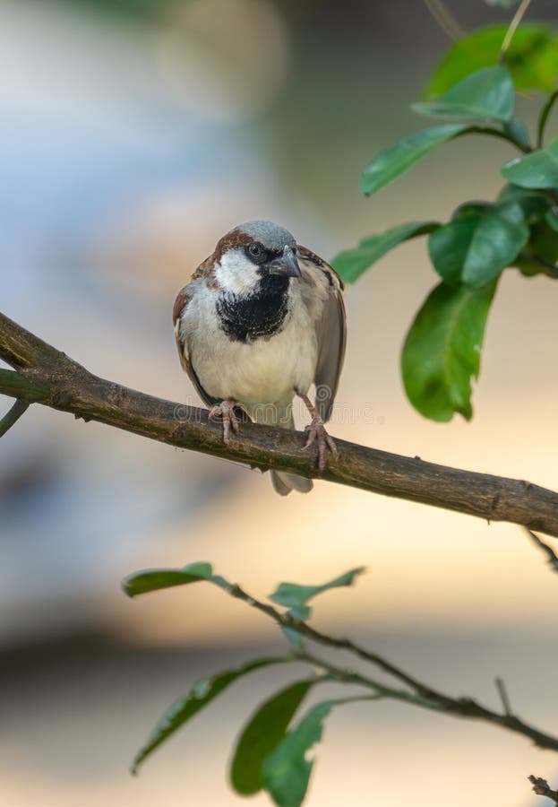 A Sparrow on a Pomelo Tree Branch. Stock Image - Image of beautiful ...