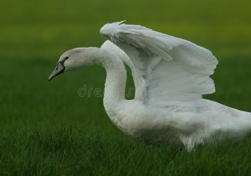 Wing Stretch stock image. Image of swans, mute, power - 1321551