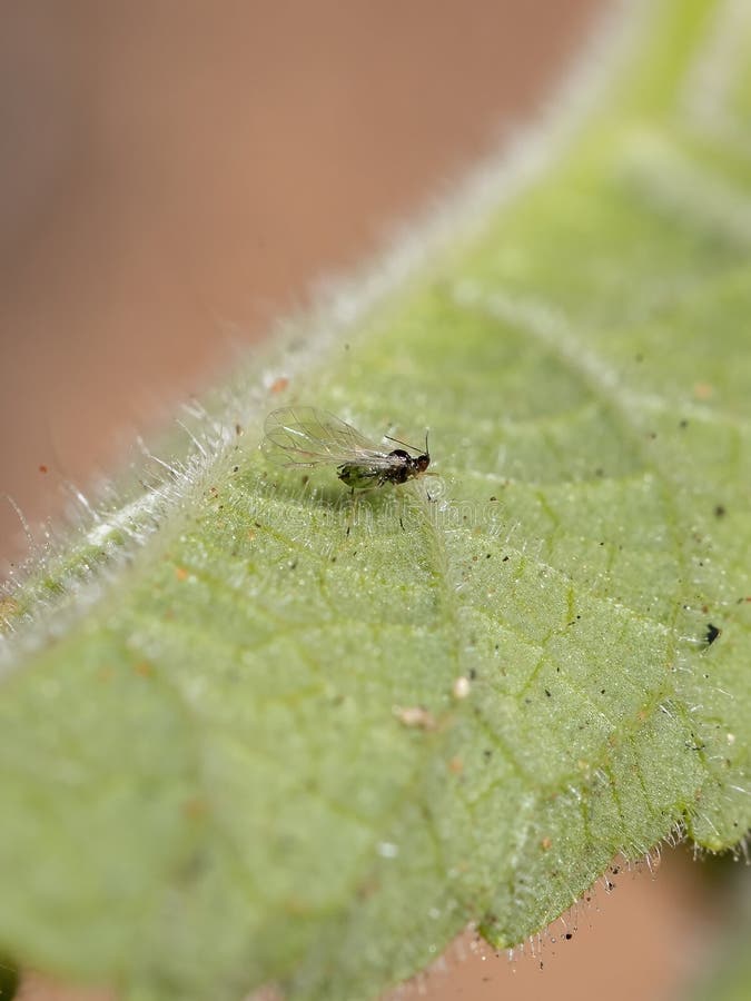 270 Winged Aphid Stock Photos - Free & Royalty-Free Stock Photos from ...