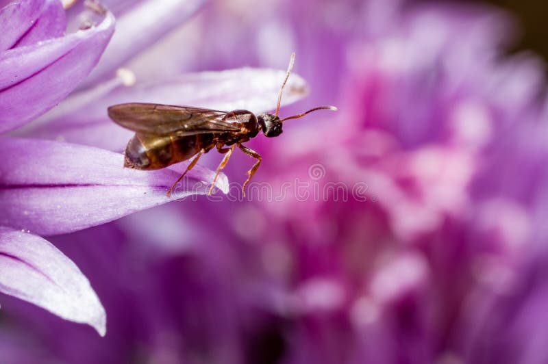 A Winged Ant on a Chive Petal Stock Image - Image of purple, flower ...