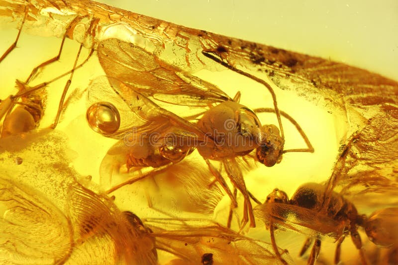 Winged ants stock image. Image of organic, amber, inclusion - 329025931