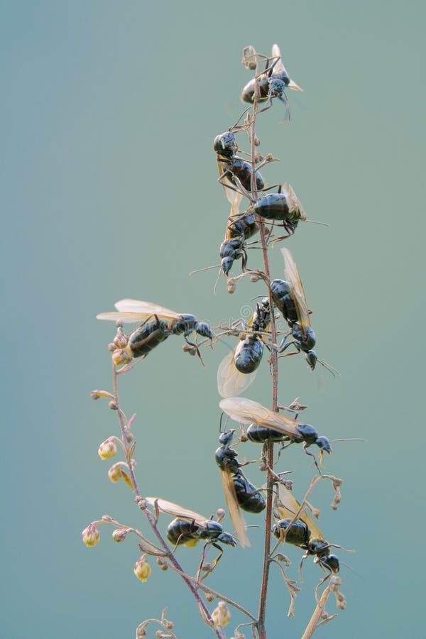 Winged ants stock photo. Image of black, wildlife, grass - 280568962