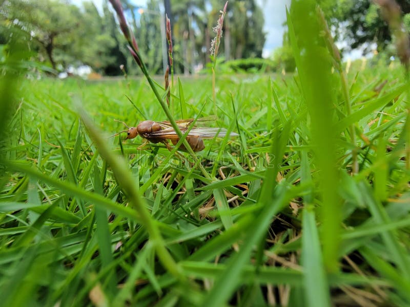 Winged Ants Walk among the Green Grass Stock Image - Image of walk ...