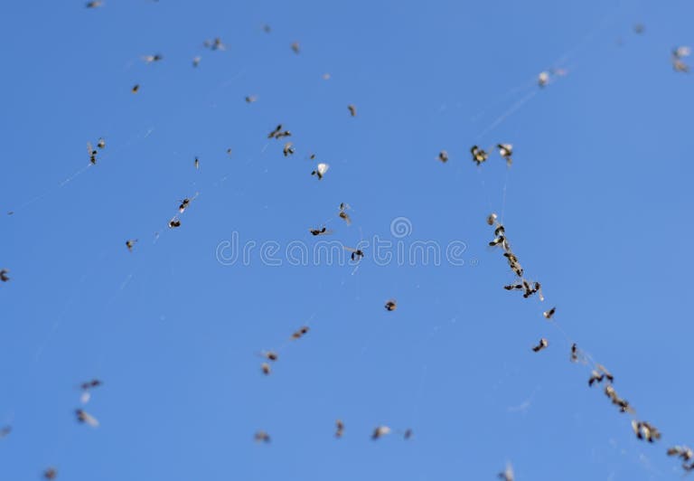 Winged Ants in the Web. Caught by a Cobweb of Ants. Stock Photo - Image ...