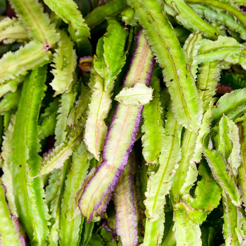 Winged Bean stock photo. Image of food, market, objects - 19826312