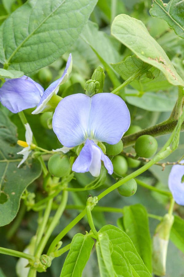 Winged bean flower stock image. Image of flower, vegetable - 47840159